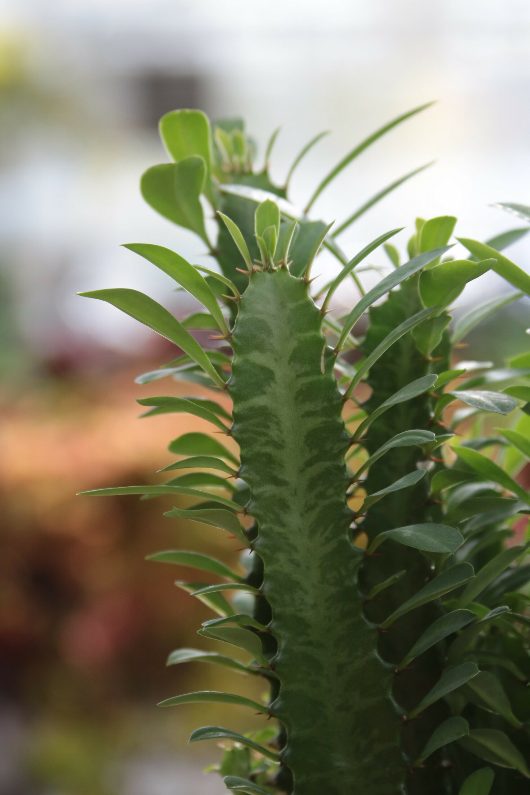 Cactus Euphorbia Trigona (African Milk Tree) 6″ – Moscarillo's