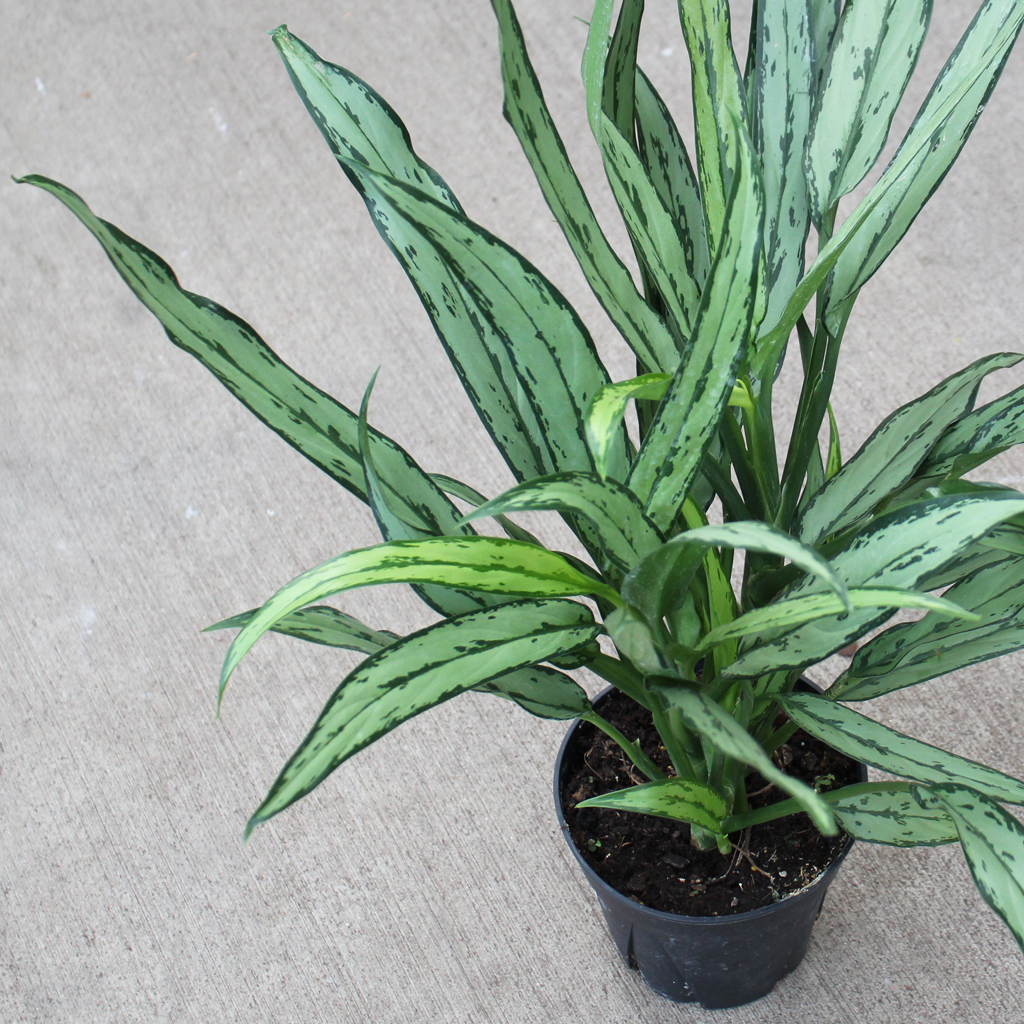 Aglaonema Cutlass 6” – Moscarillo's