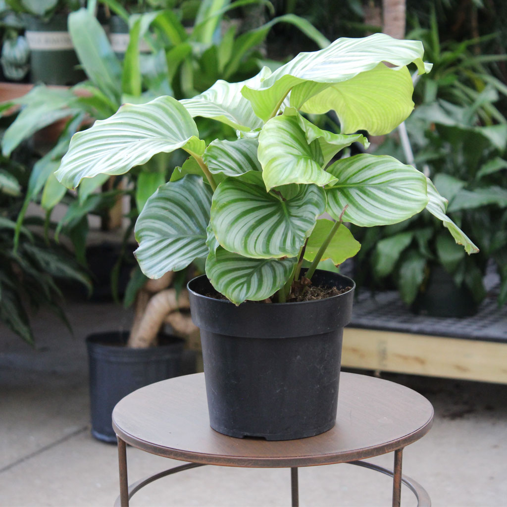 Calathea Orbifolia 7″ – Moscarillo's