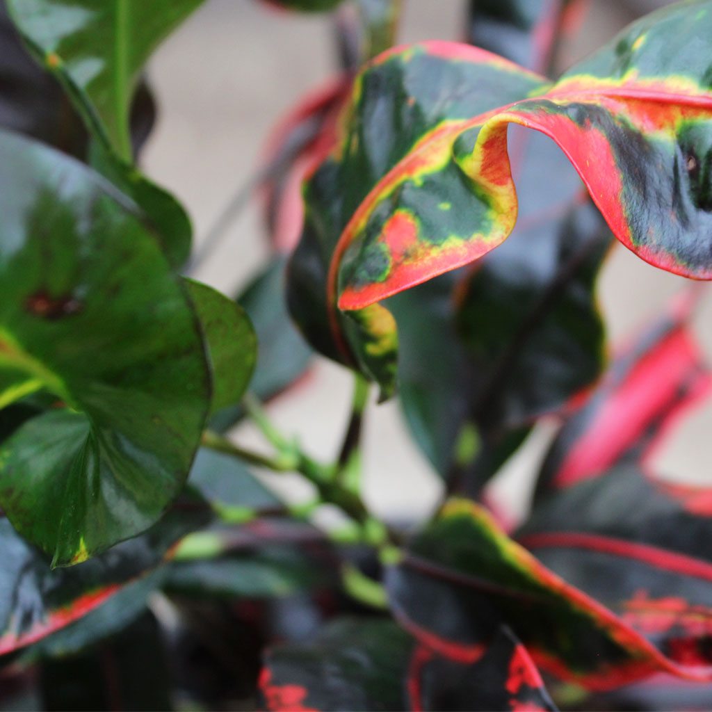 Croton Assorted 6” – Moscarillo's