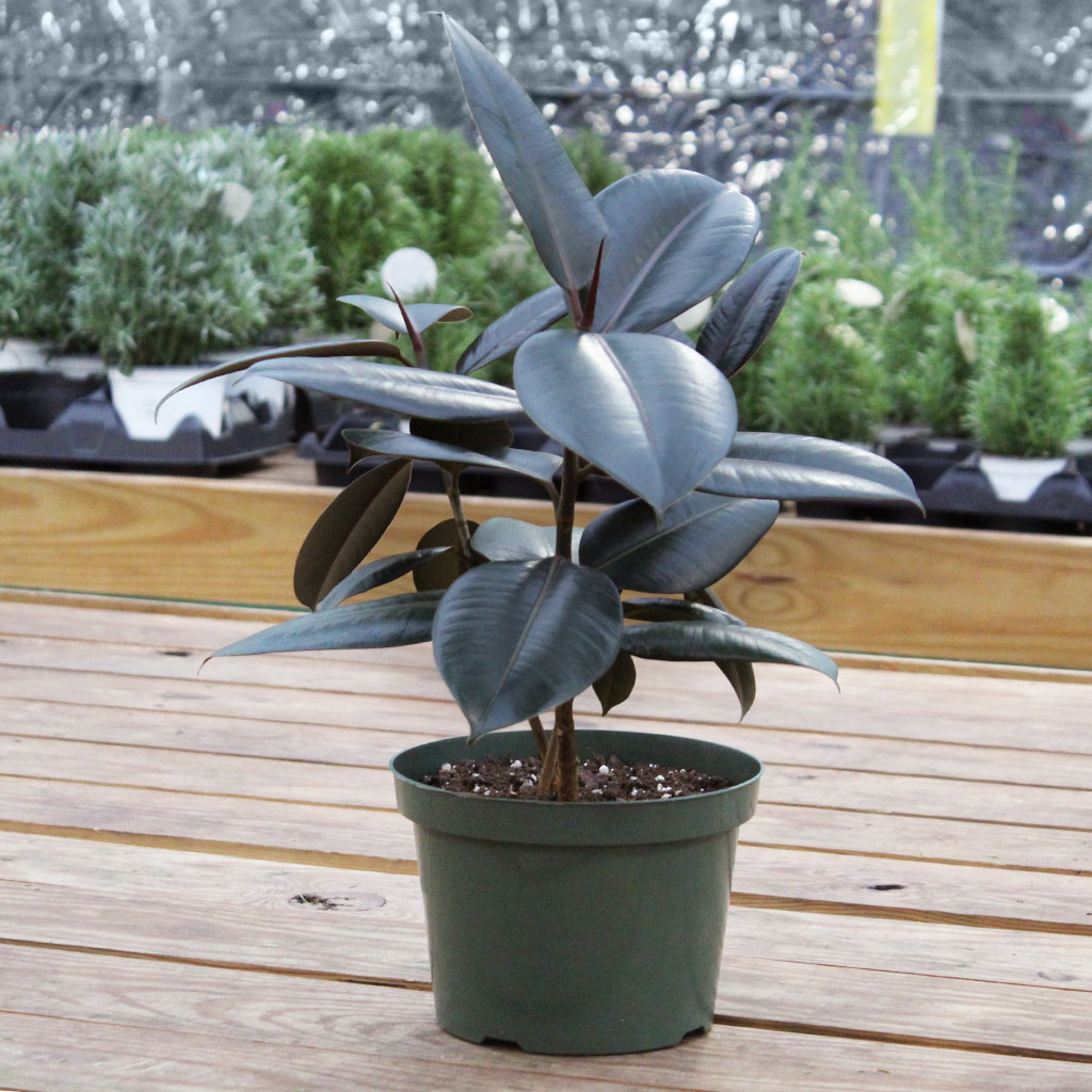 Ficus Audrey Bush 6” – Moscarillo's