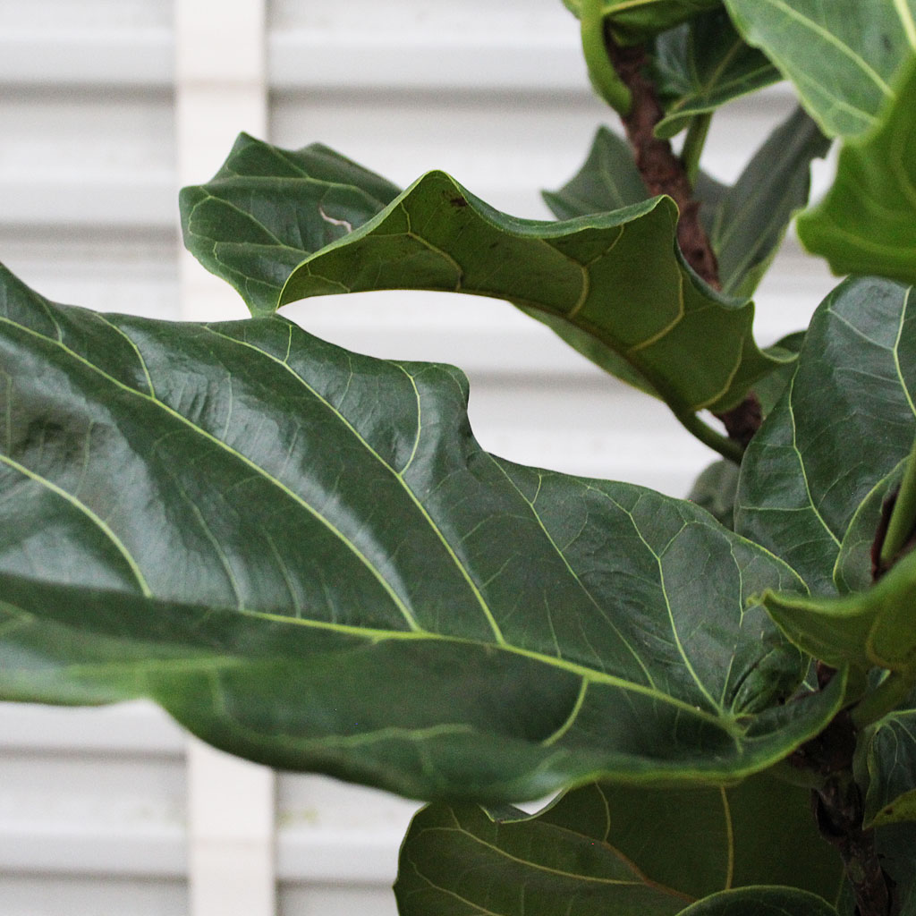 Ficus Lyrata – Fiddle Leaf Fig Tree Form 12” – Moscarillo's