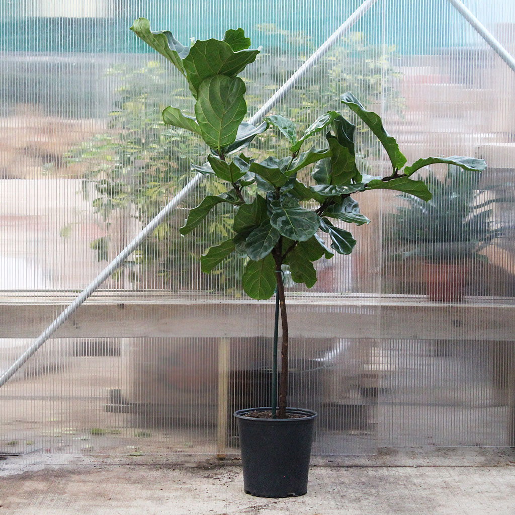 Ficus Lyrata – Fiddle Leaf Fig Tree Form 12” – Moscarillo's