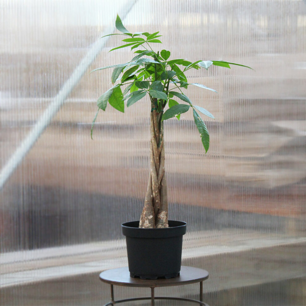 Pachira Aquatica (Money Tree) Braid 8″ – Moscarillo's